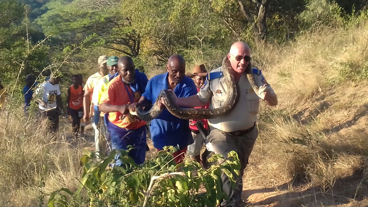 Massive rock python caught by Park Rynie RTI officer near school in ...