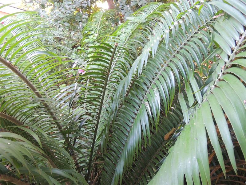 Meet Durban’s famous cycad family | South Coast Herald