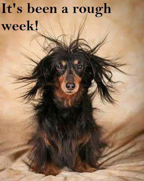 You and Your Dog: Why you need to groom your dog | South Coast Herald