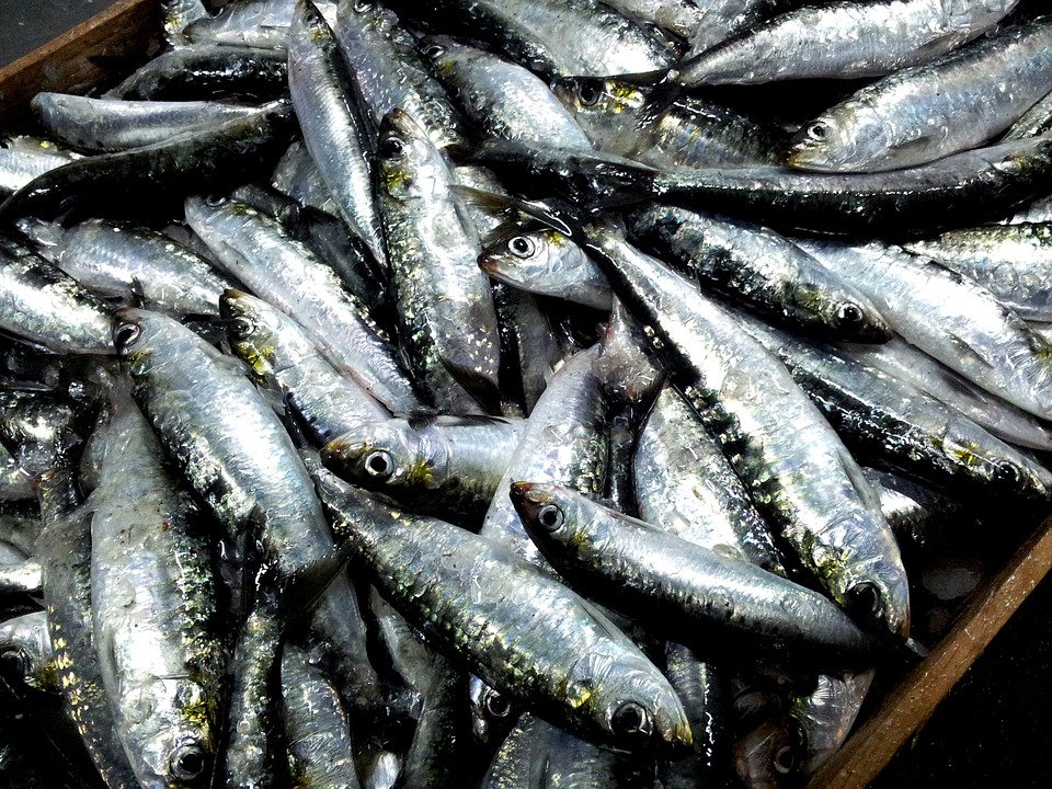 Southern Explorer gears up to recreate The Sardine Run Hotline | South ...