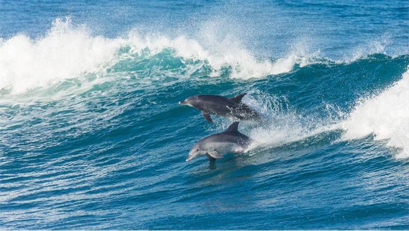 Dolphins at play in winter | South Coast Herald