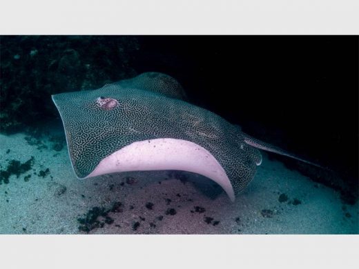 Endangered rays discovered at Aliwal Shoal | South Coast Herald