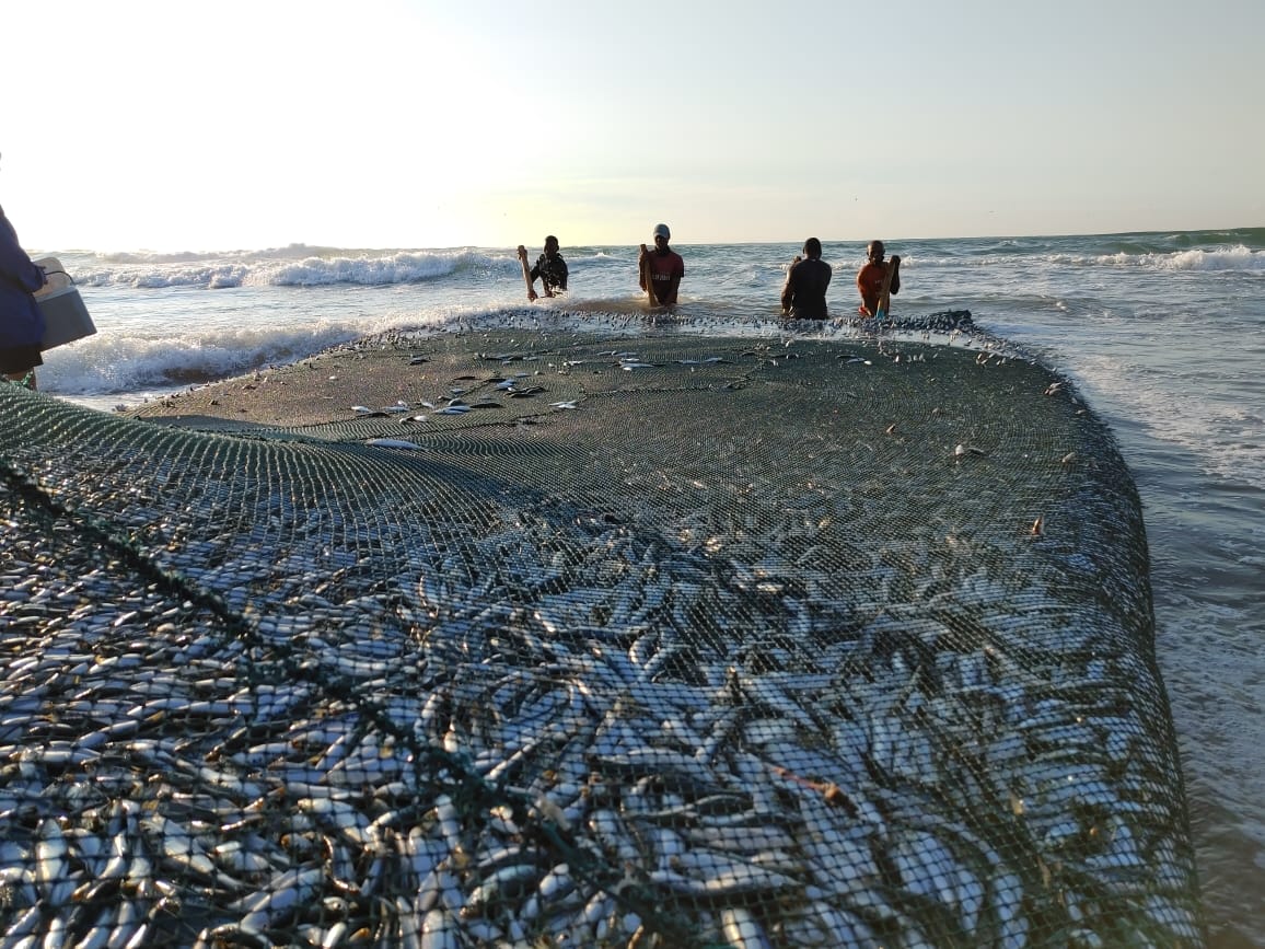SARDINE UPDATE: Where are the little silver fish? | South Coast Herald
