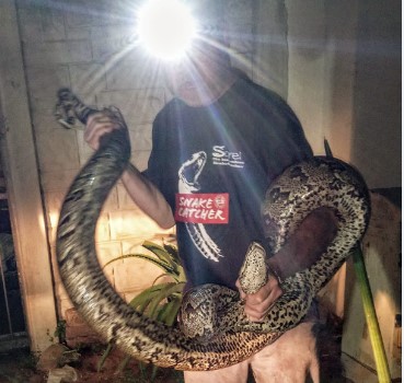 PICS: South Coast snake catcher has midnight wrestling match with ...