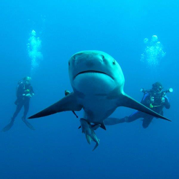 Food, Fun and Adventure: Dive Protea Banks | South Coast Herald