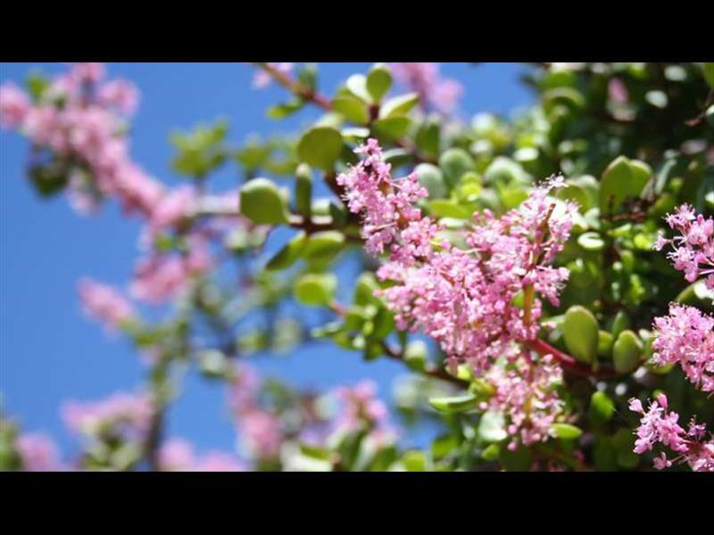 Reviving Paradise: Spekboom is a super carbon sponge | South Coast Herald