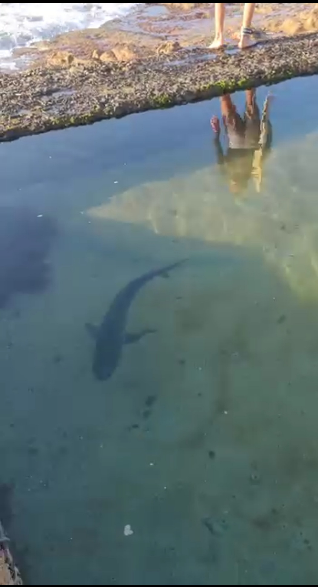 WATCH: Shark found trapped in St Mike's tidal pool | South Coast Herald