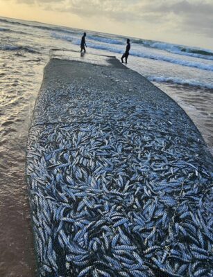 SARDINE RUN 2024: More netting in Umkomaas | South Coast Herald