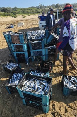 SARDINE RUN 2024: More netting in Umkomaas | South Coast Herald