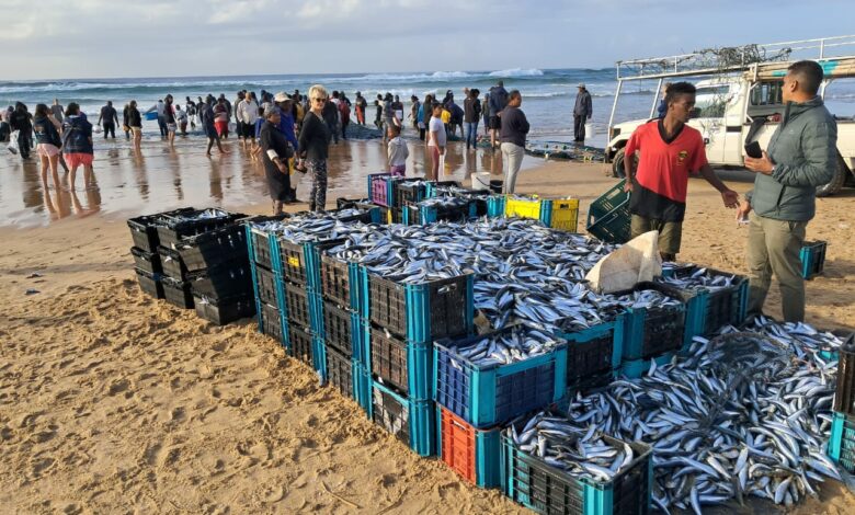 SARDINE RUN 2024: More netting in Umkomaas | South Coast Herald