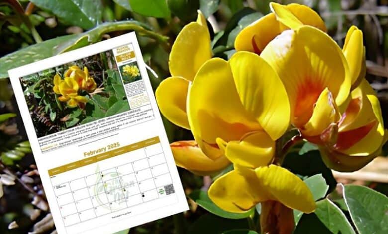 Reviving Paradise: Brilliant beautiful biodiversity | South Coast Herald