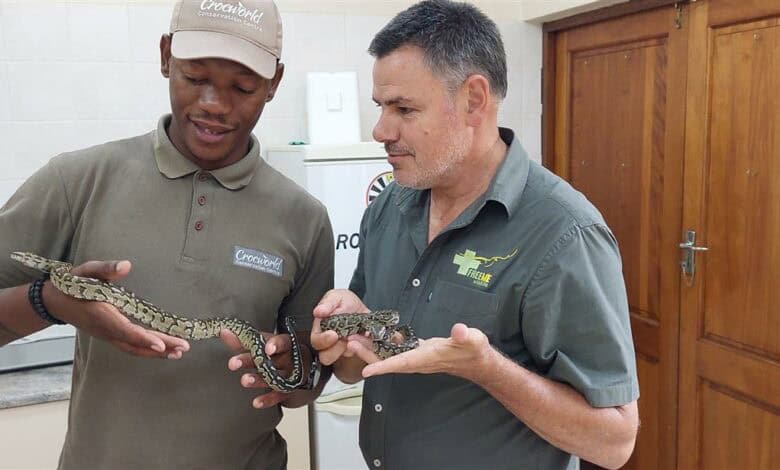 Juvenile pythons released into the wild | South Coast Herald