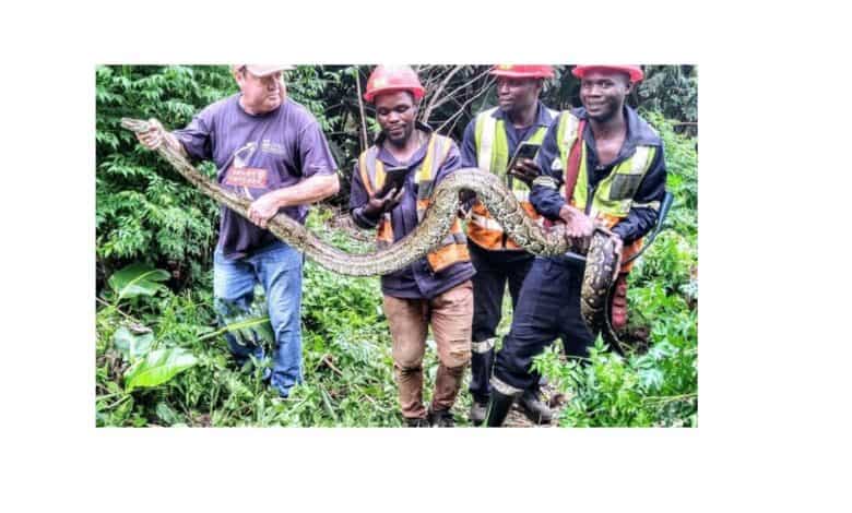 No python too big for Sarel | South Coast Herald