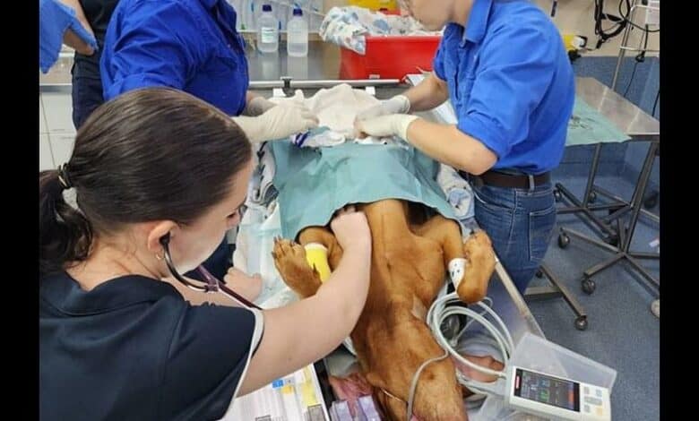 ’n Nostalgiese en insiggewende dag by die veearts | South Coast Herald