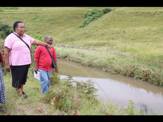 Crocodile sighting in Izingolweni spreads fear | South Coast Herald