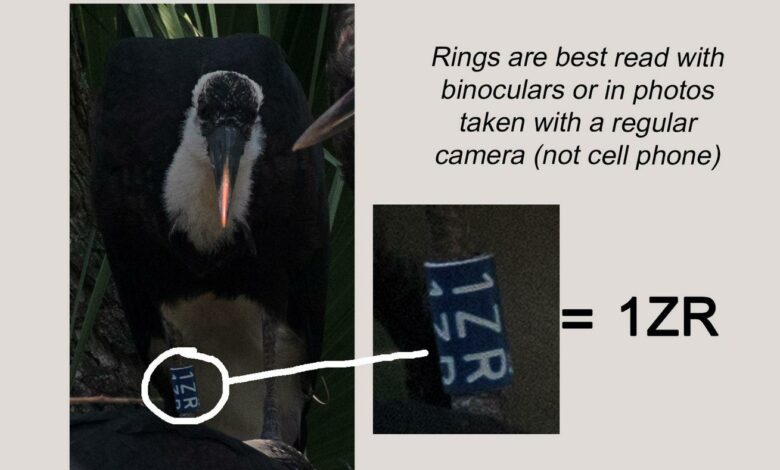 Keep a lookout for ringed storks | South Coast Herald