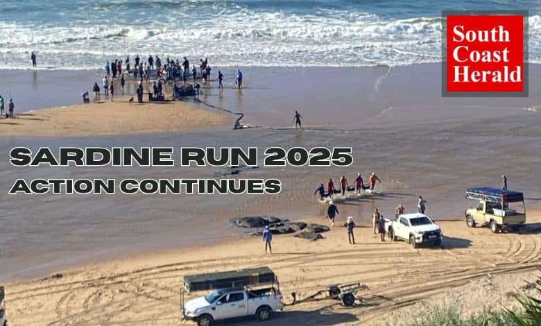 Friday 13th brings good luck to sardine netters | South Coast Herald