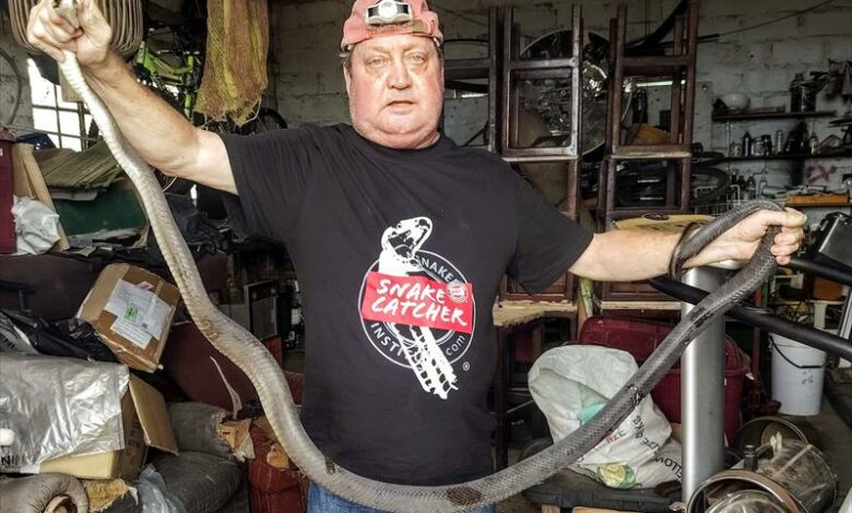 2026 starts with a black mamba for South Coast snake catcher | South ...