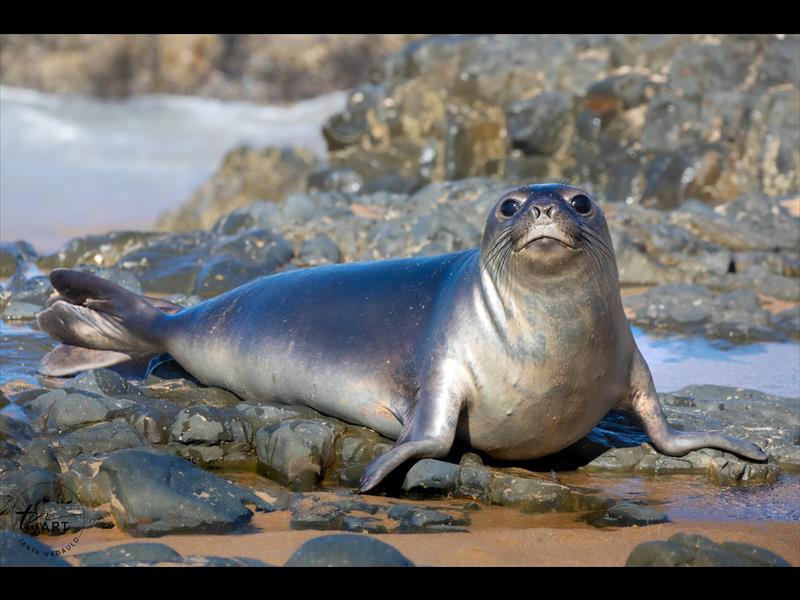 Community rallies around stranded seal on Port Shepstone Beach | South ...