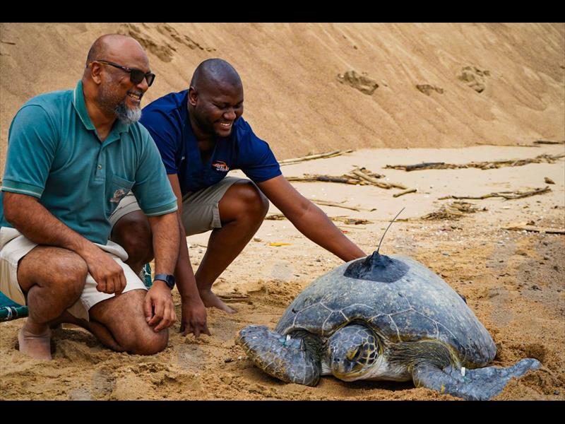 Celebrate World Turtle Day | South Coast Herald