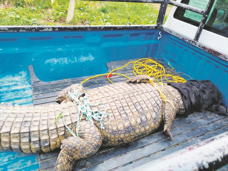 Crocs rescued after theft attempt goes awry | South Coast Herald