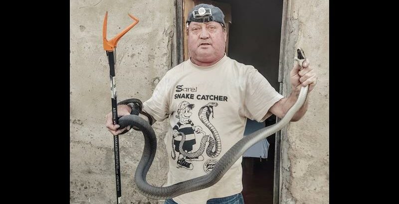 Massive black mamba removed from Boboyi kitchen | South Coast Herald