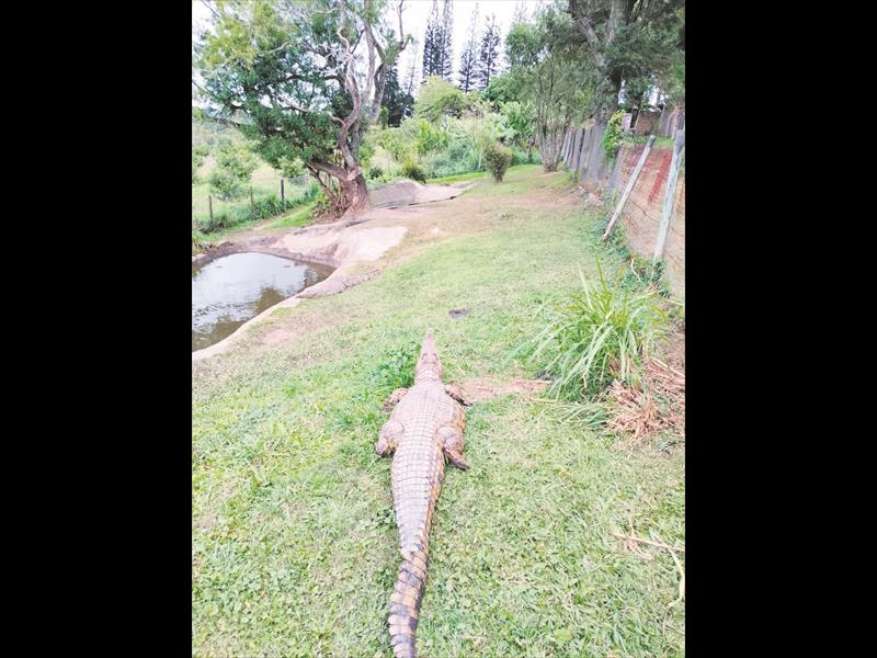 Crocs rescued after theft attempt goes awry | South Coast Herald