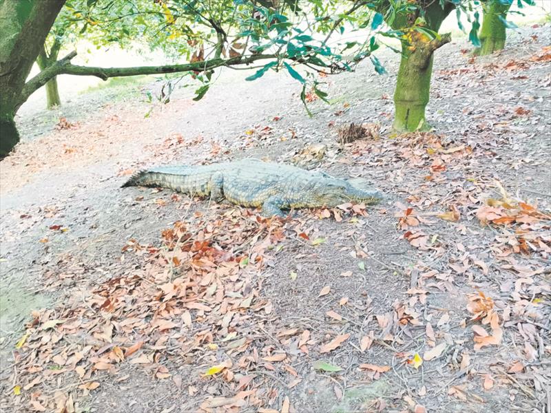 Crocs rescued after theft attempt goes awry | South Coast Herald