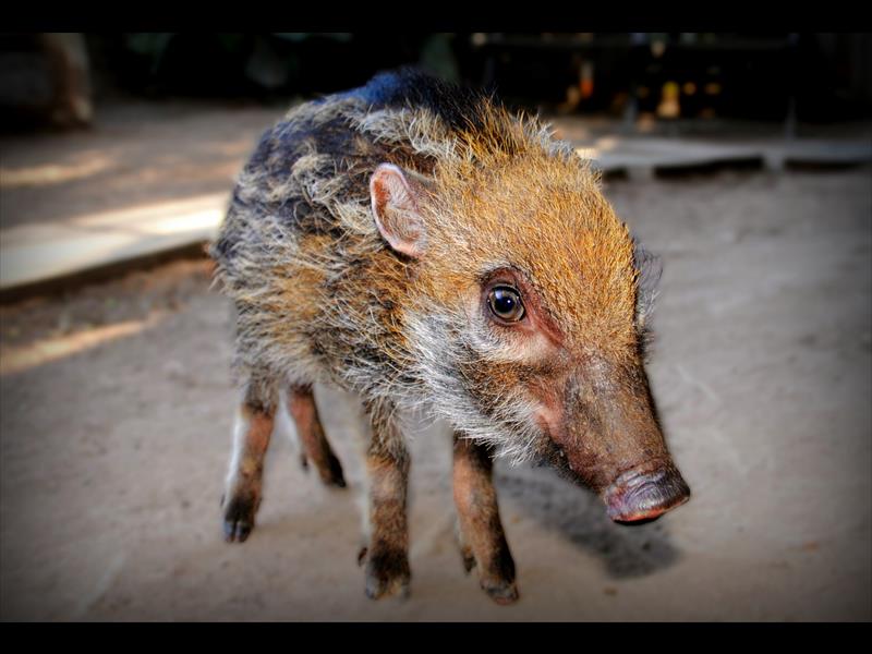 Amy the bush pig survives Mtuba fire | Zululand Observer