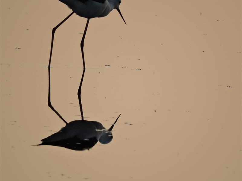 Walking on stilts | Zululand Observer