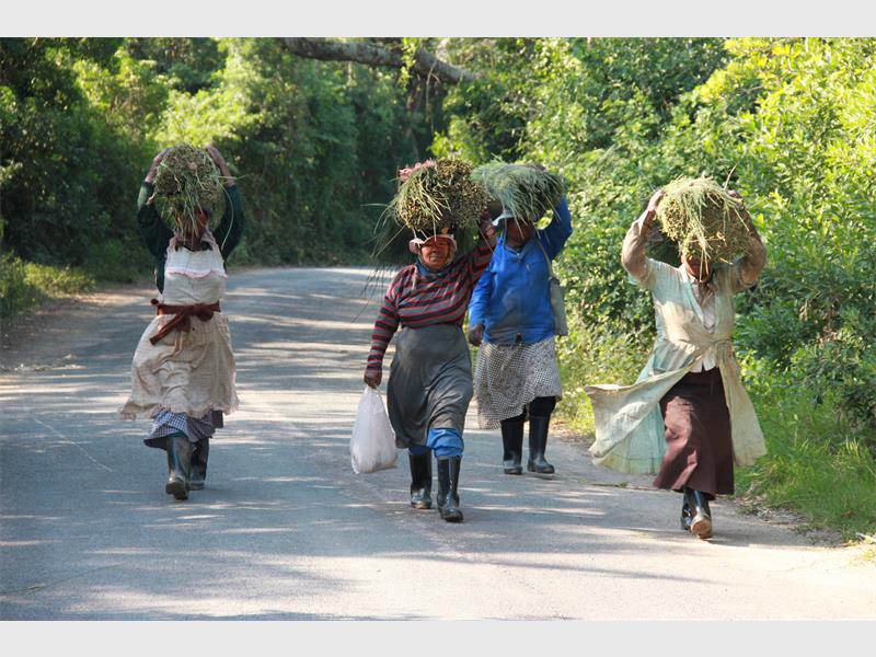 No iNcema harvest this year | Zululand Observer