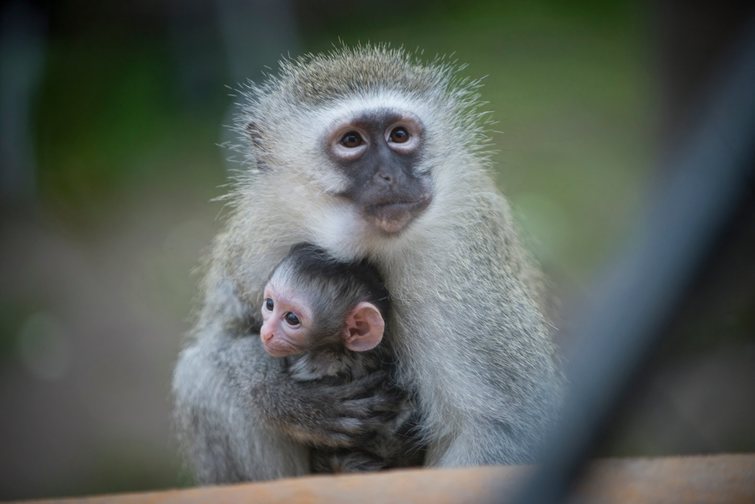 Vervet monkeys: To feed, or not to feed? | Zululand Observer