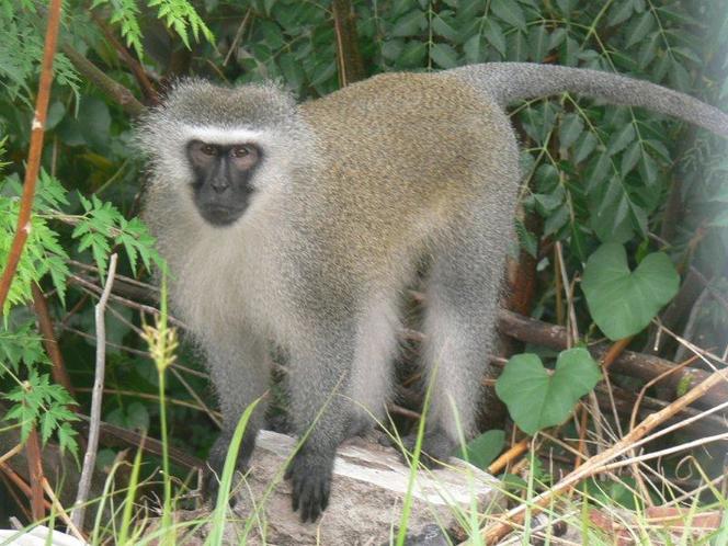 Vervet monkey behaviour explained | Zululand Observer