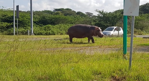 WATCH: Happy highway hippo grazes in the Bay | Zululand Observer