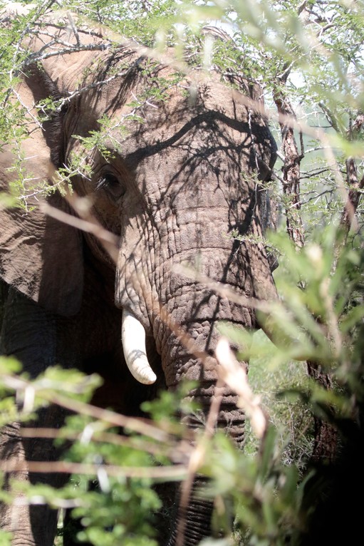 Shooting of elephant under investigation | Zululand Observer