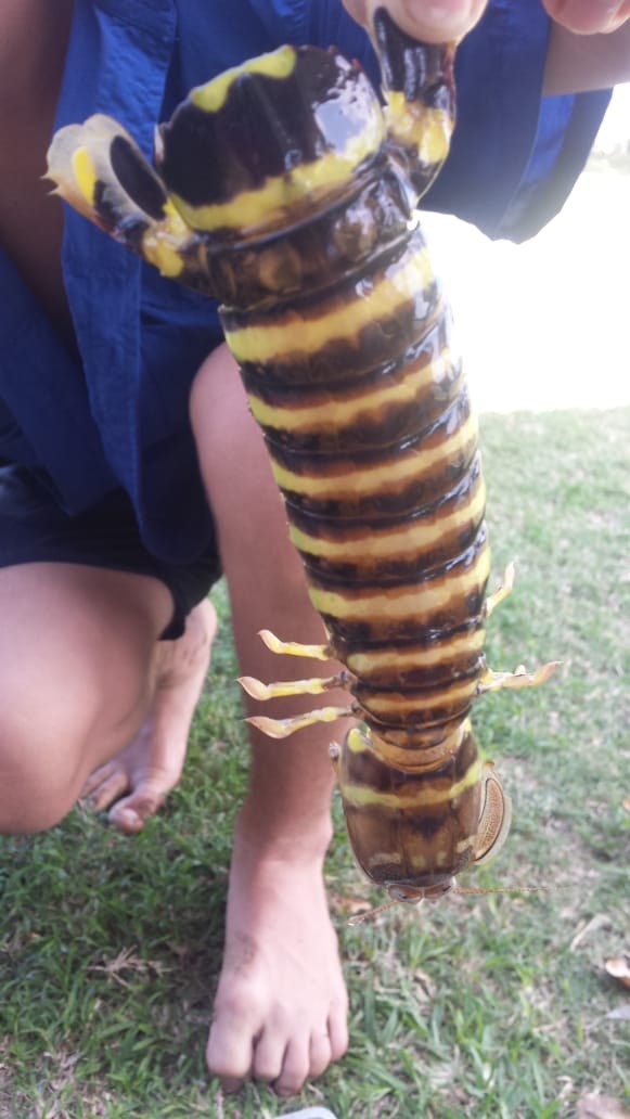 Zebra mantis shrimp caught in Richards Bay | Zululand Observer