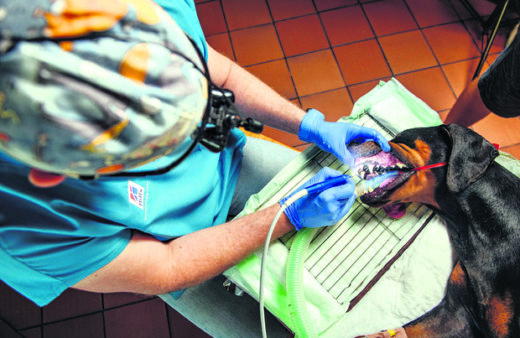 Dental treatment for Ezemvelo KZN Wildlife anti-poaching dogs ...