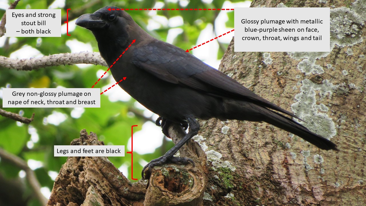 Invader bird species lands in South Africa | Zululand Observer