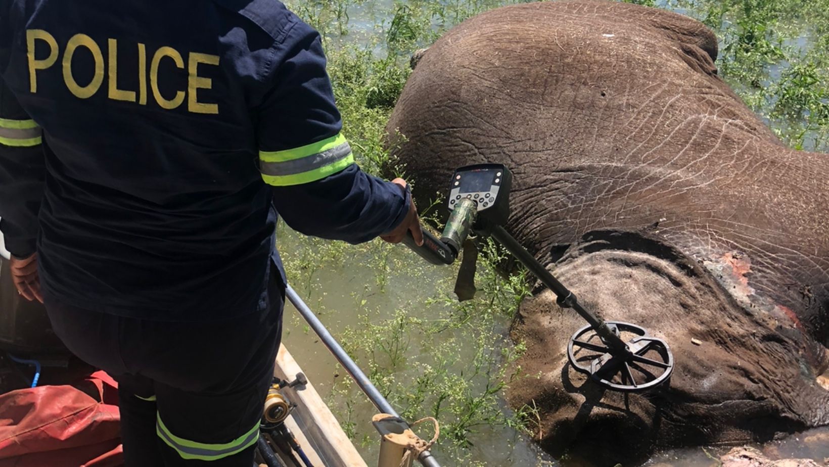 DA calls for national intervention in Pongola 'elephant poaching ...