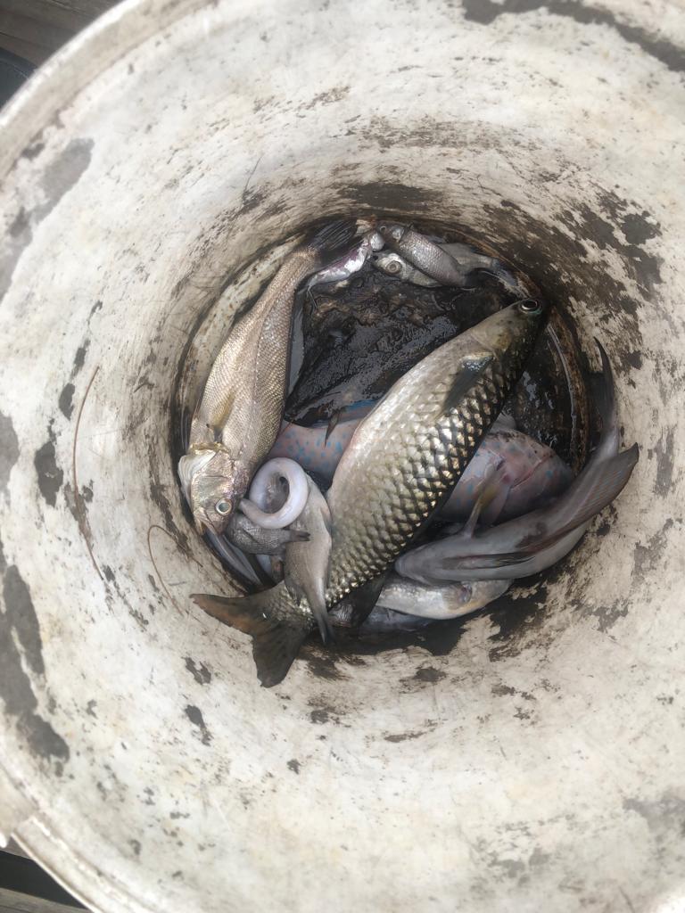 WATCH: Dozens of dead fish wash up on Bay canal | Zululand Observer