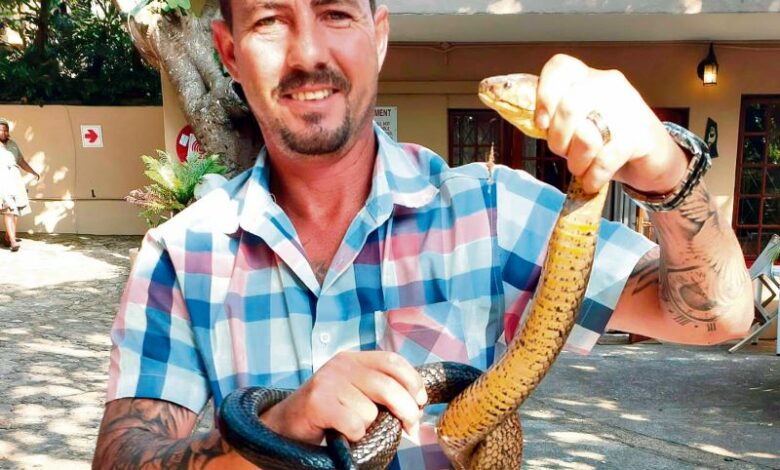 Big cobra captured at Richards Bay resort | Zululand Observer