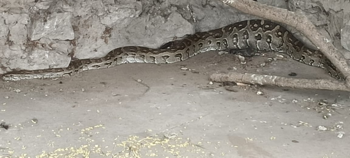 Richards Bay boy (12) captures 1.8m python | Zululand Observer Richards Bay boy (12) captures 1.8m python | Zululand Observer