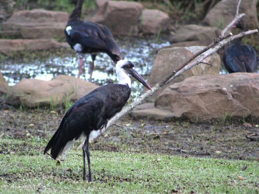 Zululanders called on to report sightings of African woolly-necked ...