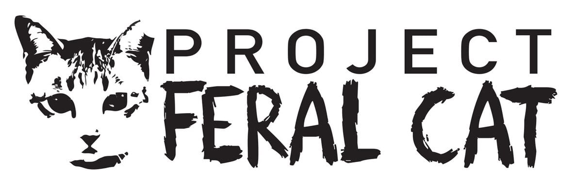 Help feed Richards Bay's feral cats this festive season and beyond ...