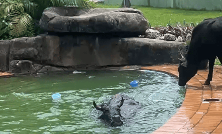 WATCH: There's a cow in the pool! | Zululand Observer