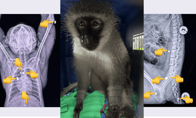Vervet monkey survives being shot ten times | Zululand Observer