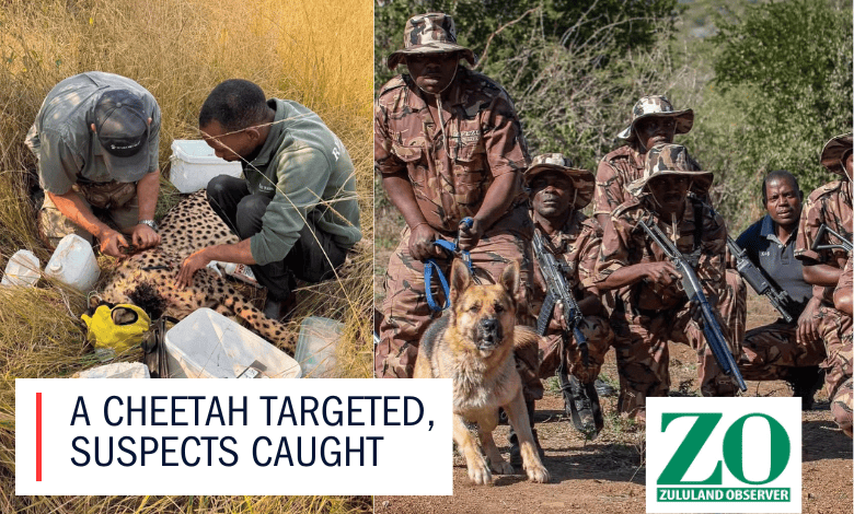 Cheetah cheats death | Zululand Observer