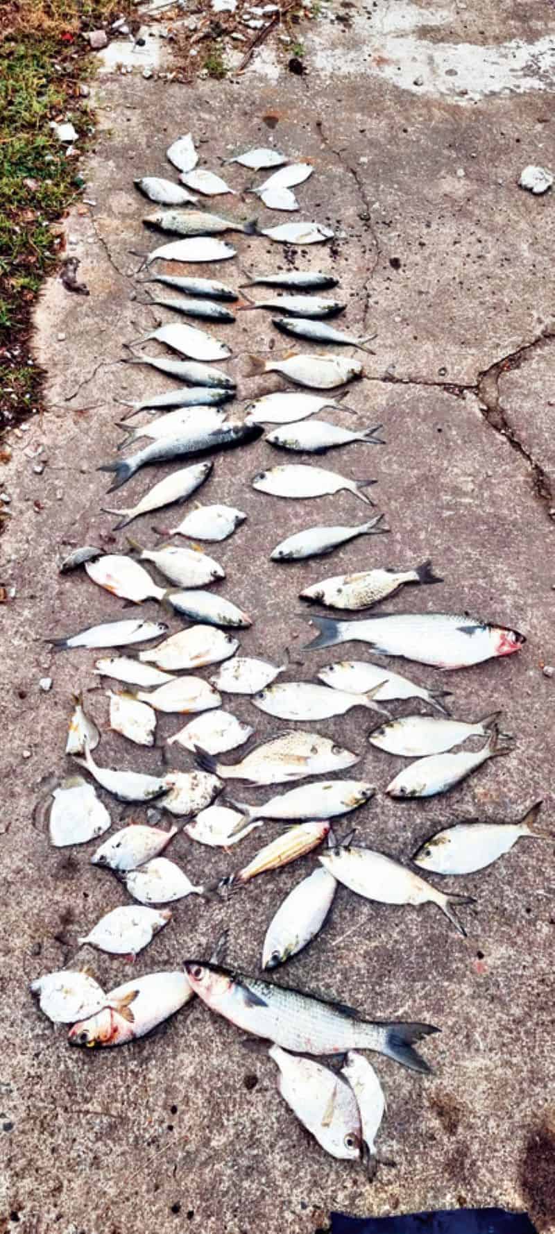 Gill net poachers take another hit from patrollers at Richards Bay ...