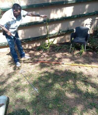 Mamba Monday for Bay snake catcher | Zululand Observer