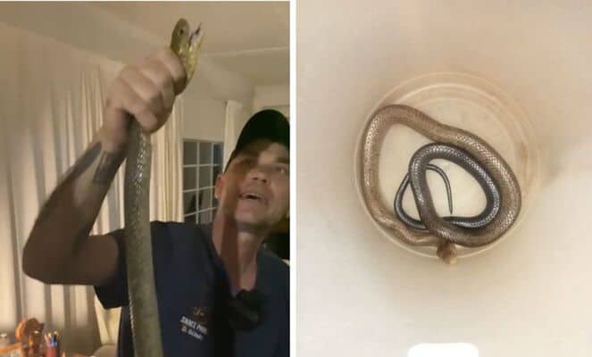 WATCH: Twice the trouble - two 2m cobras found days apart in family ...
